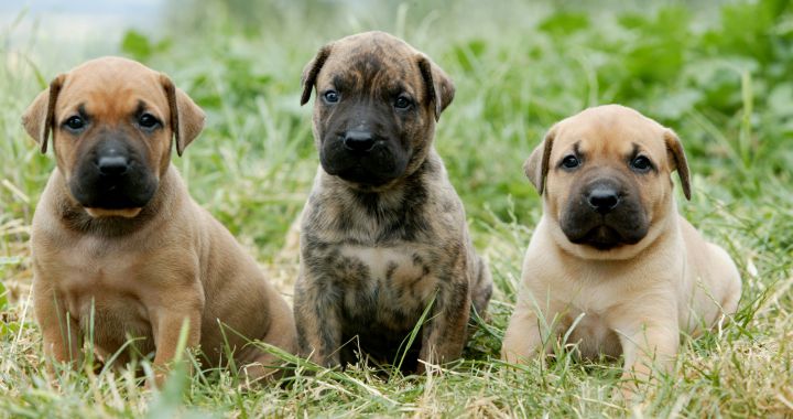 12 + 12 razas de perro españolas | Big bang | LOS40