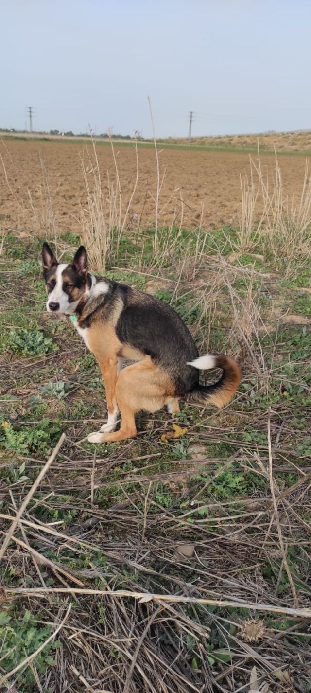 ¿Por qué tu perro te mira a los ojos cuando hace caca? | Radio | LOS40